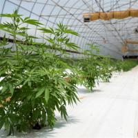 China Poly Tunnel 10x20 Light Deprivation Greenhouse For Herb Planting for sale