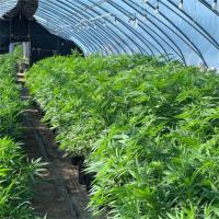 China Plastic Film Automated Led Grow Light Deprivation Greenhouse For Indoor Medical for sale