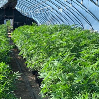 China Plastic Film Automated Led Grow Light Deprivation Greenhouse For Indoor Medical for sale