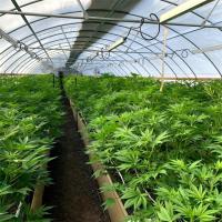 China Customizable Size Light Deprivation Greenhouse with UV-Resistant Polyethylene Film and 5-Year Warranty for sale