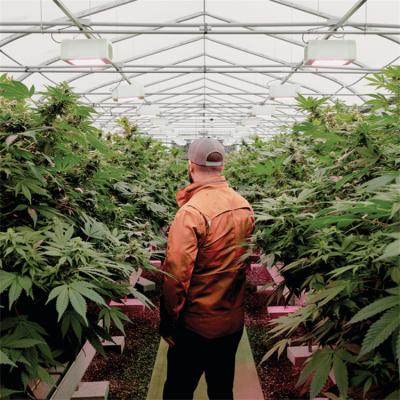 China Greenhouse Blackout Curtain Systems Length 120ft 131ft 144ft for sale