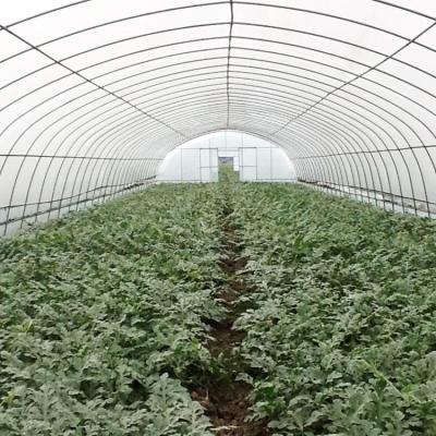 China Single-Span Tunnel Greenhouse with Manual or Electric Roll Up Ventilation for Vegetable Fruits Flowers and Single Layer Design for sale