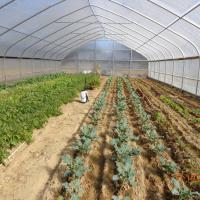 China Reasonable Cost Plastic Film Greenhouse 0.12mm-0.2mm Thickness for sale