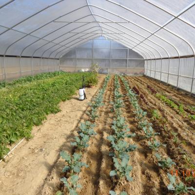 China Reasonable Cost Plastic Film Greenhouse 0.12mm-0.2mm Thickness for sale