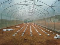 China 9x30 Tropical Green House Sawtooth Top Ventilation High Tunnel Greenhouse for sale