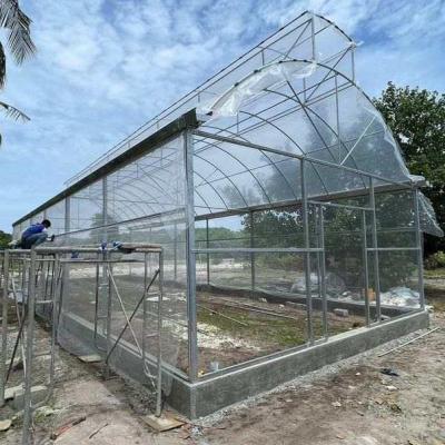 China Metal Frame Covered Outdoor 6x15m Agricultural Commercial Green House Umbrella Roof Vent Greenhouse With Ventilation for sale