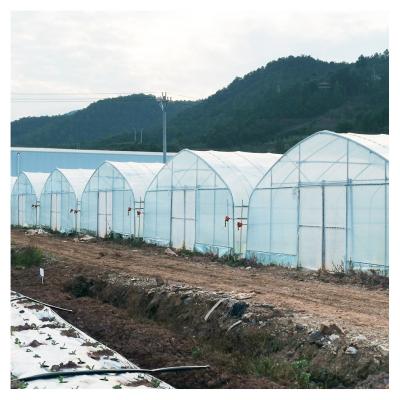 China 8x30 Meter Agricultural Commercial Vegetable Plastic Film Tunnel Greenhouse For Tomato Rose Mushroom for sale