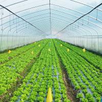 China Agricultural Greenhouses Easy Installation Tunnel Greenhouse with 1.5 Meter Arch Rod for sale