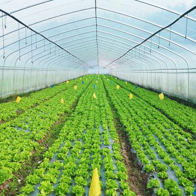China Agricultural Greenhouses Easy Installation Tunnel Greenhouse with 1.5 Meter Arch Rod for sale