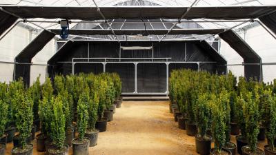 China Light Deprivation Greenhouse Dimensions Mushroom Herb Grow Shading Dep Greenhouse for sale