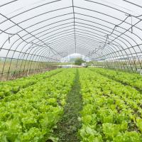 China 6x15m High Tunnel Greenhouse With Galvanized Steel Frame For Vegetable Farming for sale