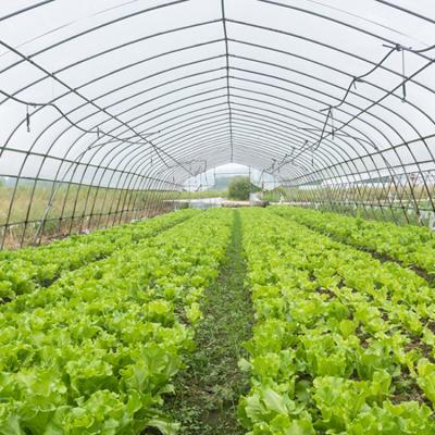 China 6x15m High Tunnel Greenhouse With Galvanized Steel Frame For Vegetable Farming for sale