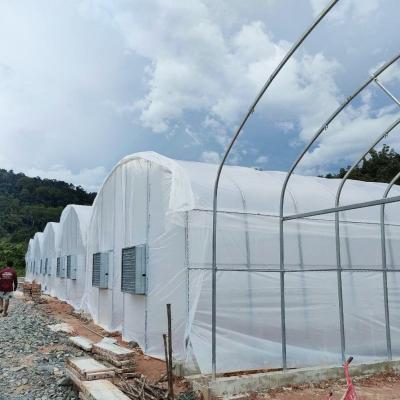 China Durable Tunnel Greenhouse 6x15m with PE Film Cover for Flower Growing for sale