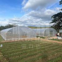 China Professional Agricultural Tunnel Greenhouse With Rustproof Galvanized Frame for sale