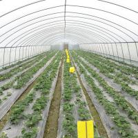 China Sturdy 6x15m Tunnel Greenhouse With 1.5m Arch Distance For Crops for sale