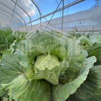 China Tunnel Greenhouse Easy And Hassle-free Installation Green House Metal Frame for sale