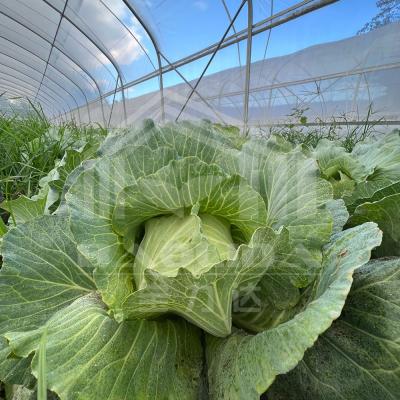 China Tunnel Greenhouse Easy And Hassle-free Installation Green House Metal Frame for sale