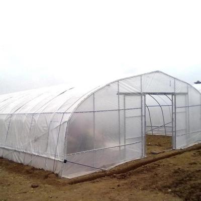 China Baolida 8x30M Tunnel Greenhouse with 2.8M Height Galvanized Steel Frame for sale