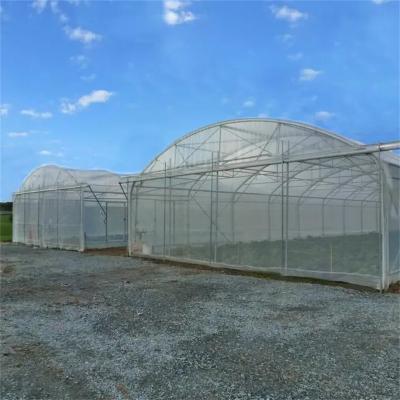 China Baolida 8x12M Tunnel Greenhouse with 2.8m Height for Vegetables for sale