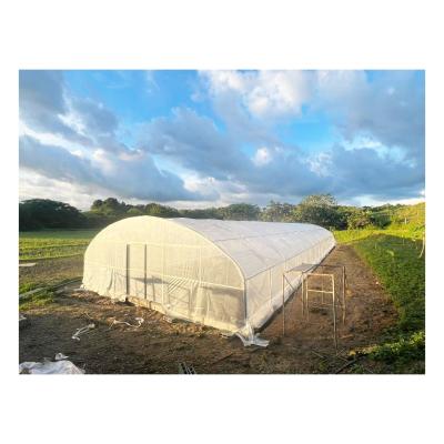 China Baolida 8x30m Tunnel Greenhouse with 2.8m Height Galvanized Steel Frame for sale