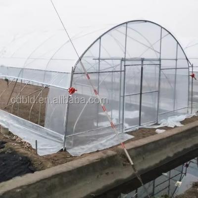China 8x12m 2.8m High PE Film Tunnel Greenhouse with 32mm Arch Spacing for sale