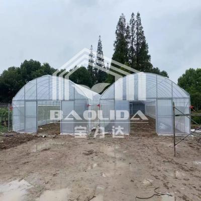 China 8m x 30m Galvanized Steel Single-Span Tunnel Greenhouse with PE Film for sale