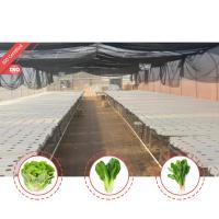China Single-Span Tunnel Greenhouse 6-10m Width with 150/200micron PE Film for sale