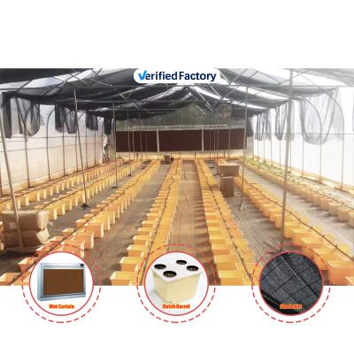 China Single-Span Tunnel Greenhouse 6-10m Width with 150/200micro PE Film for sale