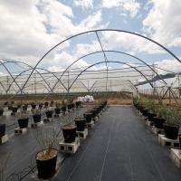 China Tropical High Tunnel Multi-span Film Cover Rain Shelter Greenhouse for Plants Cultivation for sale
