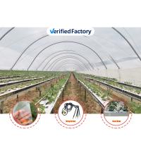 China Large Multi-Span Rain Shelter Greenhouse with PE Film Covering and Hot Galvanized Steel Frame for sale