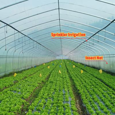 China Agricultural Single Span Tunnel Green House Sprinkler Irrigation Lettuce Greenhouse For Farm for sale