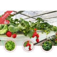 China Multi Tunnel Agricultural Greenhouse with Hot Galvanized Steel Frame, PE Film Covering, and Customized Size for sale