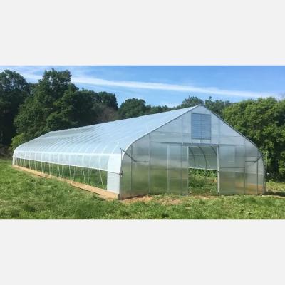 China Single Span High Tunnel Greenhouse with Hot Dip Galvanized Steel Tube Frame and 150/200micro PE Film Covering Featuring Manual or Electric Roll Up Ventilation for sale