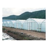 China Fully Automatic Agricultural Greenhouse with Hot Galvanized Steel Frame and 150/200micro PE Film Cover for sale