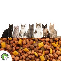 China Customizable Cat Food Making Machine 120kg/H 240kg/H Pet Food Extruder for sale