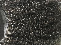China Full Lace Front Human Hair Wig 330g 100% Virgin Brazilian Hair Extension 12-30 Inch for sale