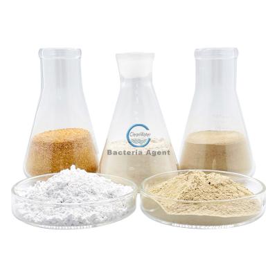 China Cleanwater ETP Chemicals Microbes for Sewage Treatment - 20 Billion/g Bacteria Powder with 6% Salinity Tolerance for sale