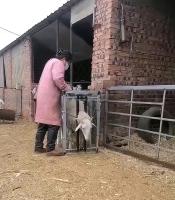 China Galvanized Steel Sheep Goat Restraint Frame | Easy Operation for Vaccination, Injection & Marking | Extendable 2m/4m Fence for sale