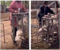 China Galvanized Steel Sheep Goat Restraint Frame | Easy Operation for Vaccination, Injection & Marking | Extendable 2m/4m Fence for sale