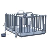 China Livestock scale with fence for sale