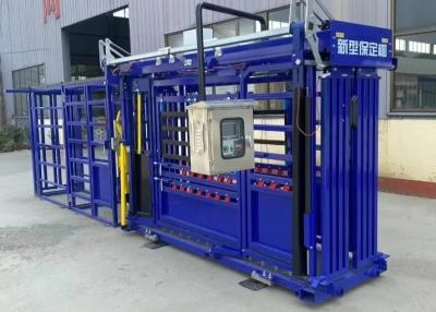 China Hydraulic Cattle squeeze chute for sale