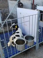 China 10-Stall Linked Calf Pen for sale
