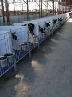 China 10-Stall Linked Calf Pen for sale