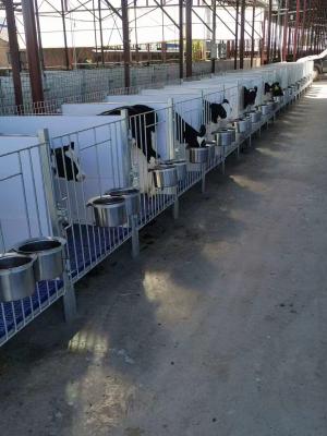 China 10-Stall Linked Calf Pen for sale