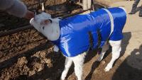 China Calf Coat for sale