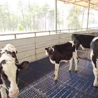China Calf Slatted Floor for sale