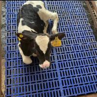 China Calf Slatted Floor for sale