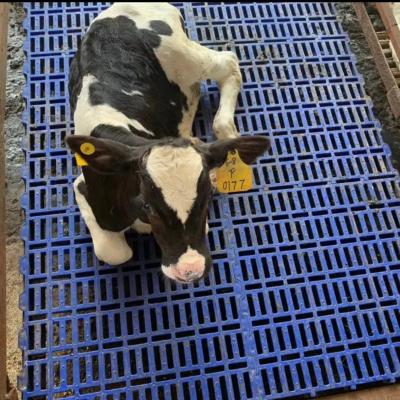 China Calf Slatted Floor for sale