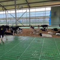 China Calf Slatted Floor for sale