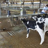 China Rectangular Calf Milk Feeder Automatic Mixing Heated for sale